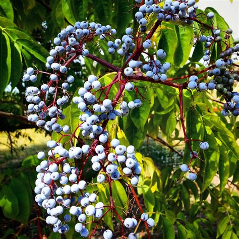 Medicinal Trees And Shrubs For The Home Landscape