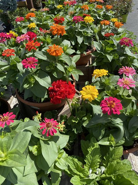 9CEF20C7 4191 4599 99C5 EC25BA669491 Kulak S Nursery Landscaping