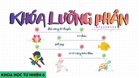 Khóa lưỡng phân KHTN 6 YouTube