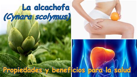 ALCACHOFA PROPIEDADES Y BENEFICIOS PARA LA SALUD YouTube