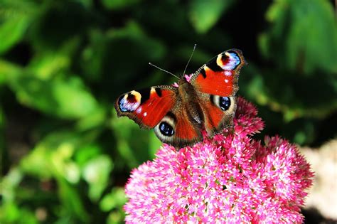 Borboleta Pav O Inseto Foto Gratuita No Pixabay Pixabay