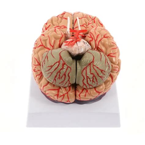 Modelo de cerebro humano modelo de cerebro anatómicamente preciso