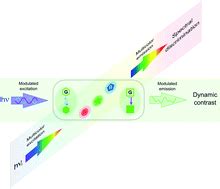 Dynamic Contrast With Reversibly Photoswitchable Fluorescent Labels For