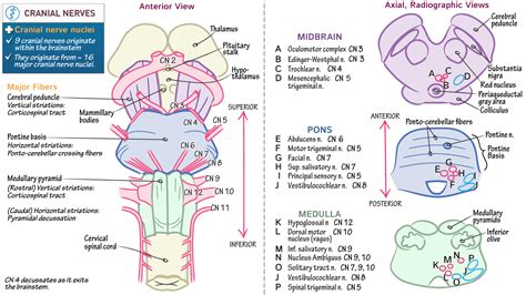 Diagram Of All Cranial Nerves