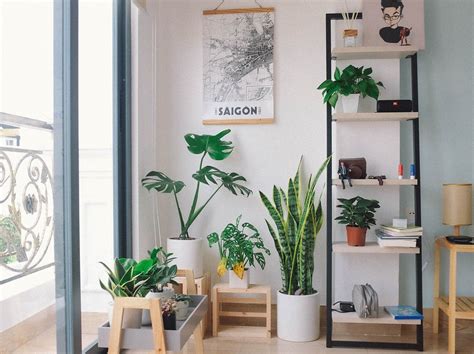 How To Arrange Indoor Plants Wild Plantage The Houseplants