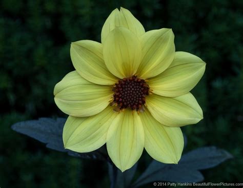 Some Single Dahlias Beautiful Flower Pictures Blog