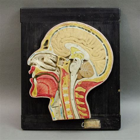 Human Head Anatomy Model