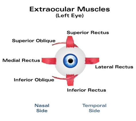 extraocular muscles laramy k independent optical lab