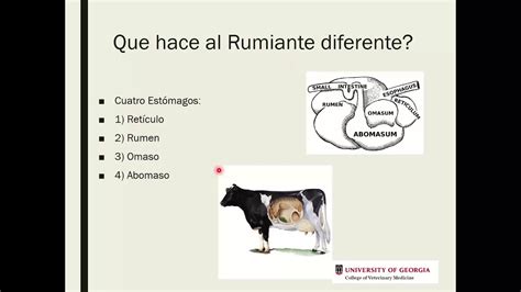 Curso Básico Nutrición en Rumiantes MULTIMIN YouTube