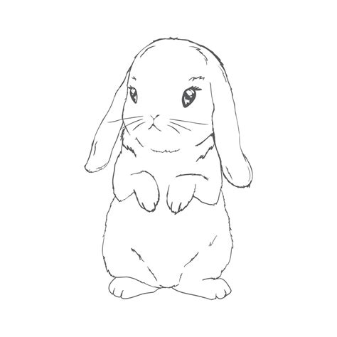 Ilustraciones Vectoriales Que Muestran Adorables Conejos En Diferentes