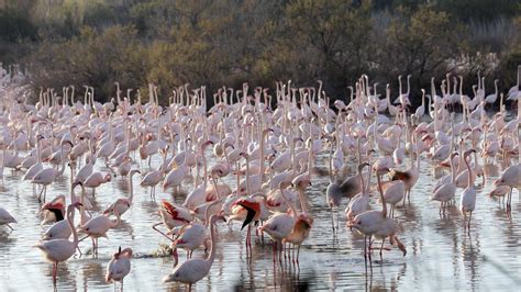 Nuevo récord de flamencos en lAlbufera al sumar este año unos 28 000