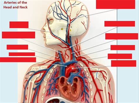 Head And Neck Arteries Diagram Quizlet