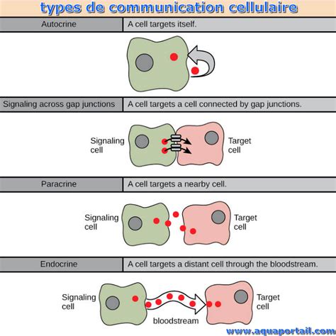 Mol Cule De Signal D Finition Et Explications