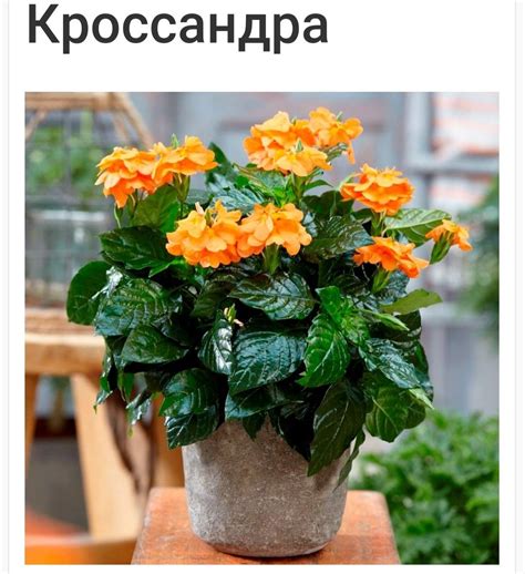 Plants Plant Planets