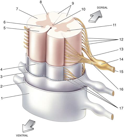 The Spine Diagram Quizlet