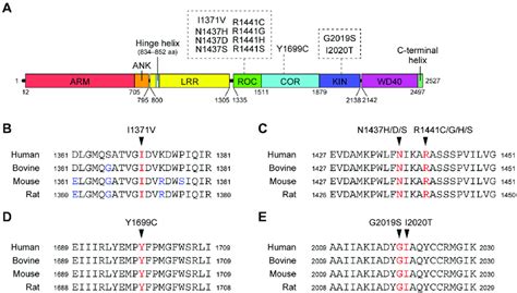 A Schematic Representation Of The Domain Architecture Of Lrrk And