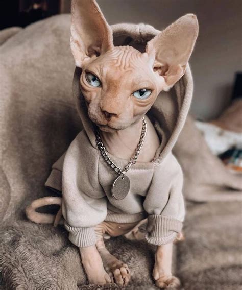 Pin by Albert Nikulin on Котизм Sphynx cat Cute hairless cat