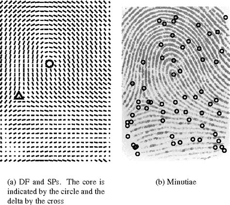 figure 1 3 from fingerprint identification feature extraction matching and database search
