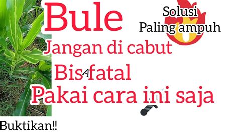 Penyakit Bulai Pada Tanaman Jagung Dan Solusi Nya Short YouTube