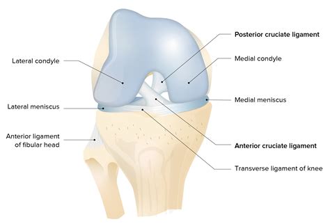 Articulación de la Rodilla Anatomía Concise Medical Knowledge