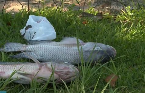 Peixes Mortos S O Retirados De Lago Da Ufsc Universidade Vai