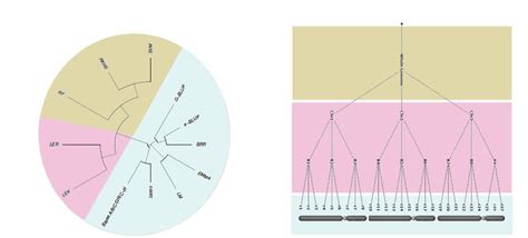 many of the models used in genomic prediction and association are download scientific diagram