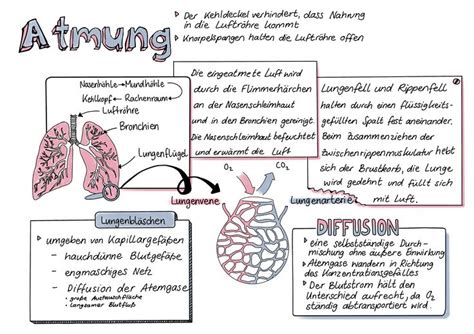 Atmung Sketchnote Unterrichtsmaterial Im Fach Biologie Anatomie