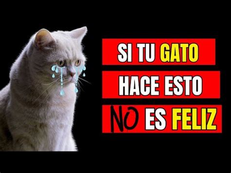 Los Secretos Del Lenguaje De Los Gatos Comprende A Tu Felino Como