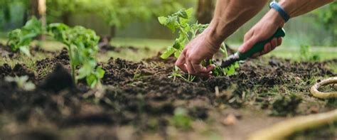 Cómo planificar el huerto Sola Viveros Ecológicos