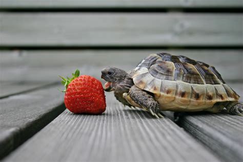 Qué comen las tortugas de tierra Alimentación y dieta equilibrada