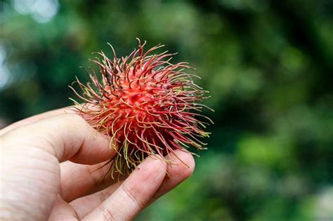 Waw Inilah Manfaat Buah Rambutan Nomor 4 Jarang Diketahui Bandung Raya