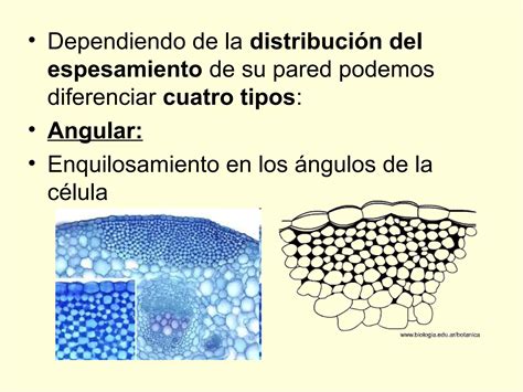 Tejidos de sostén Ana Gil PPT
