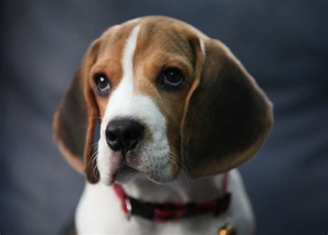 Principales Razas De Perros En Colombia Nutrello
