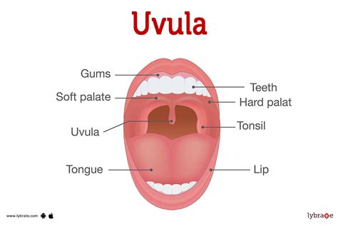 Parts Of The Tongue And Their Functions