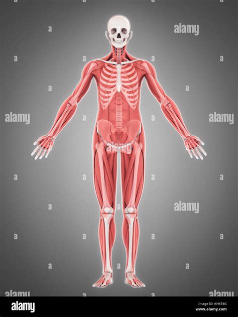 Anatomy Male Muscular Posterior View Hi Res Stock Photography And