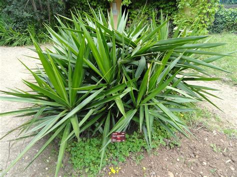 Variegated Spineless Yucca Yucca Gigantea Variegata Garden Org