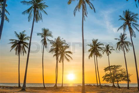 Sunset With Palm Trees On Beach Stock Image Colourbox