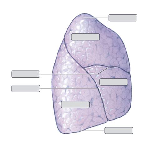 The Gross Anatomy Of The Lungs Diagram Quizlet