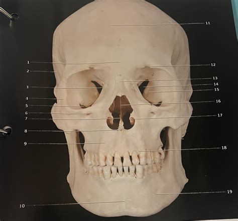 Bio Lab Practical Skull Diagram Quizlet