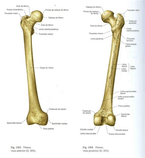 Femur Google Search School Subject
