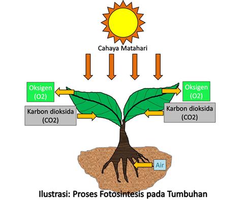 Proses Tumbuhan