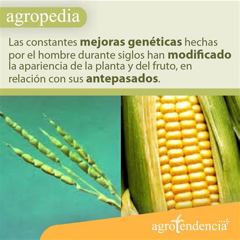 Aprender Acerca Imagen Cuanto Dura Una Cosecha De Elote Abzlocal Mx