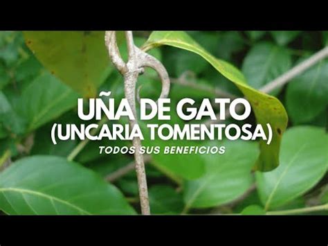 Beneficios de la UÑA DE GATO Uncaria tomentosa Tintura madre y