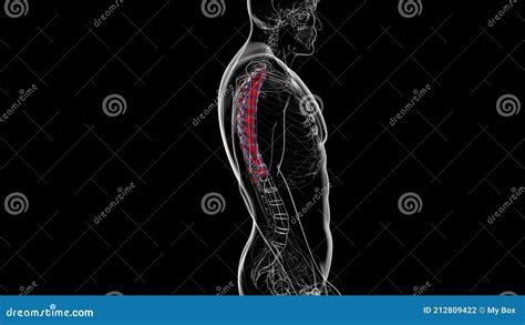 Human Skeleton Vertebral Column Thoracic Vertebrae Anatomy Stock