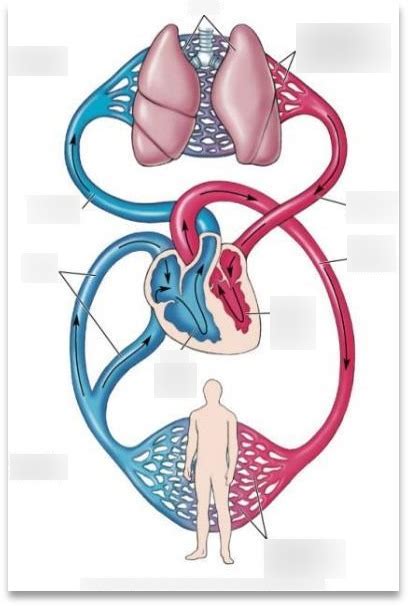 Bio Exam Lecture Pathway Of Blood Through The Body