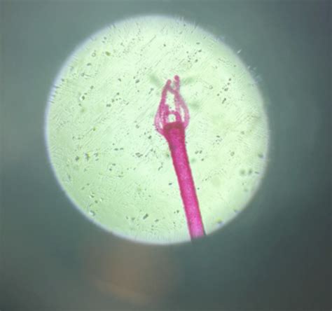 Bio Lab Exam Flashcards Quizlet