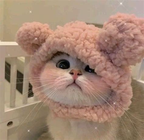 101 hình avatar mèo cute ngầu mèo chibi mèo đôi dễ thương nhất