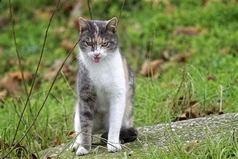 Katze Haustier Tier Kostenloses Foto Auf Pixabay Pixabay