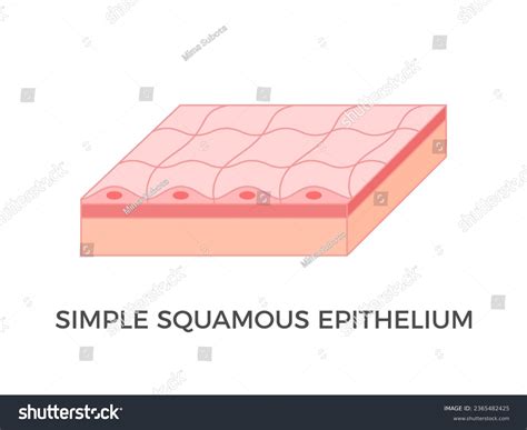 Simple Squamous Epithelial Tissue Diagram