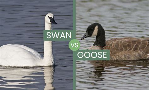 Swan Vs Goose Two Mighty Waterfowl Species Compared